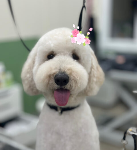 Home - Paws Up Pet Grooming